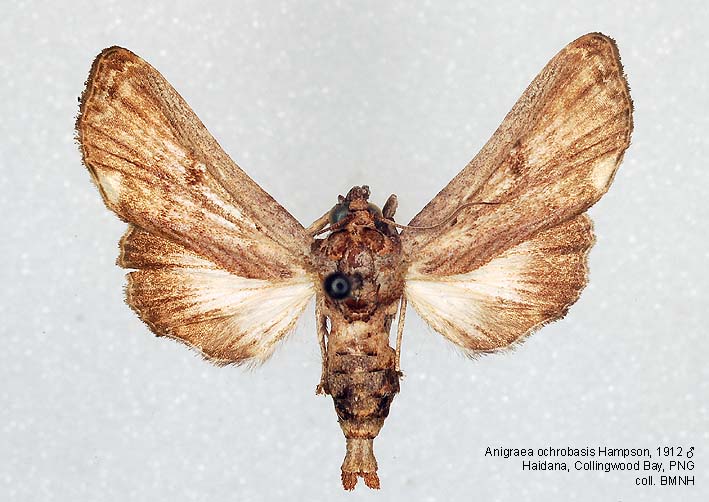 Papua Insects Foundation (Lepidoptera/Euteliinae thumbnails)